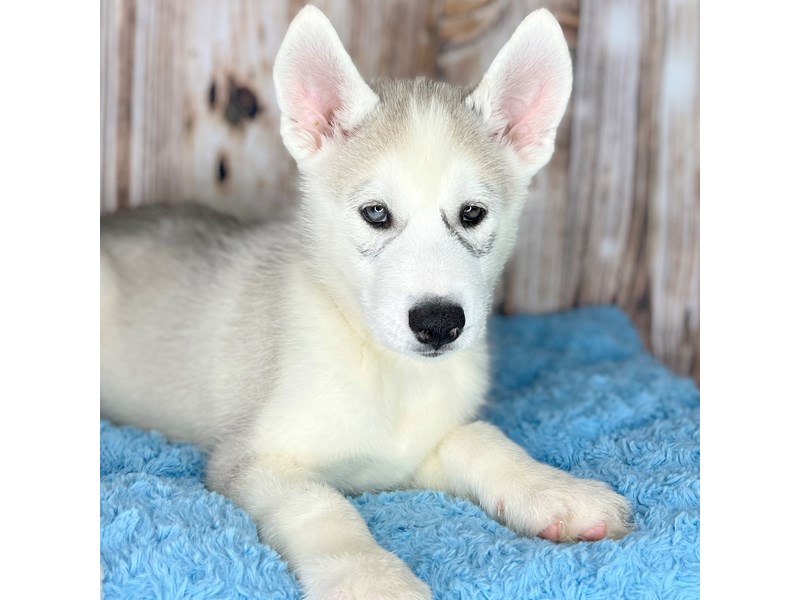 Siberian Husky Puppy Agouti / White ID:8635 Located at Petland Dayton, Ohio