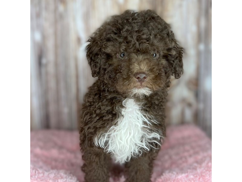 Poodle Puppy Liver ID:8702 Located at Petland Dayton, Ohio