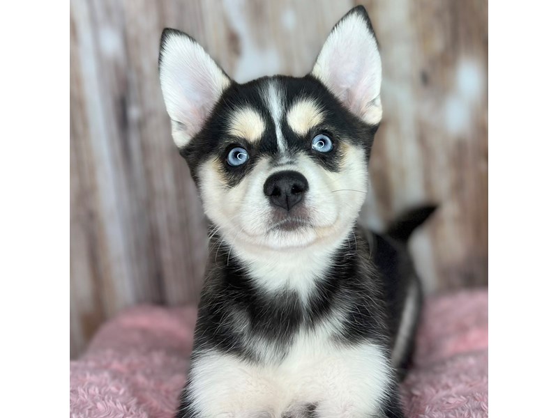 Pomsky Puppy Black/Tan ID:8708 Located at Petland Dayton, Ohio