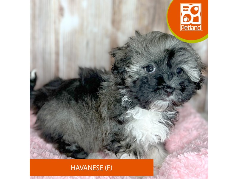 Havanese Puppy Tri-Colored ID:8739 Located at Petland Dayton, Ohio
