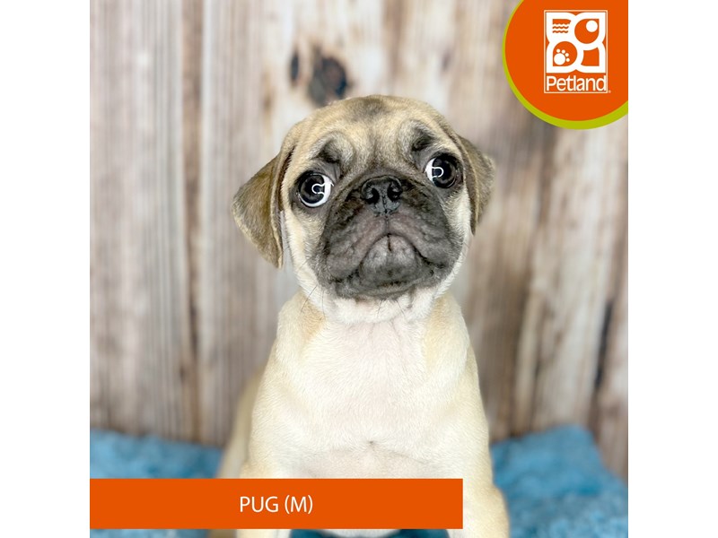 Pug Puppy Fawn ID:8756 Located at Petland Dayton, Ohio