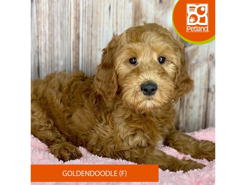 Goldendoodle Puppy Red ID:8782 Located at Petland Dayton, Ohio