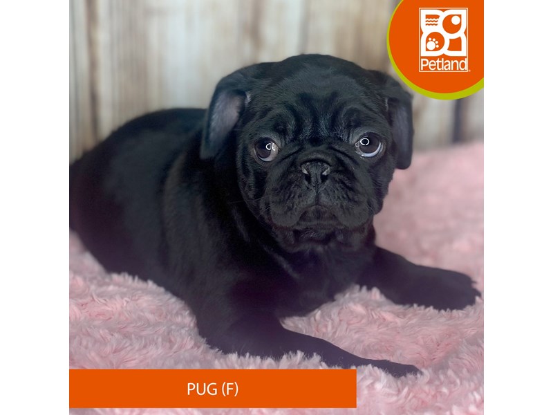 Pug Puppy Black ID:8796 Located at Petland Dayton, Ohio