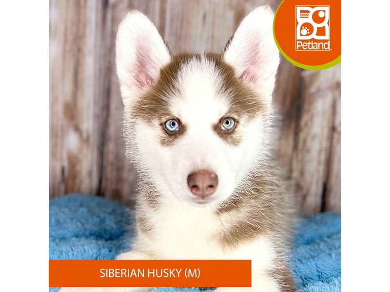Siberian Husky Puppies - Breed Info - Petland Dayton, Ohio
