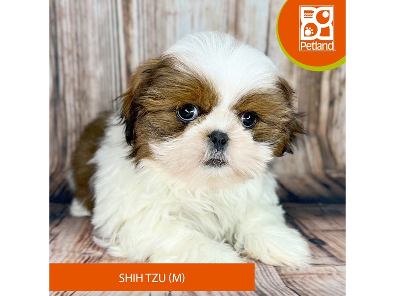 Shih Tzu Puppy Tri-Colored ID:8603 Located at Petland Dayton, Ohio
