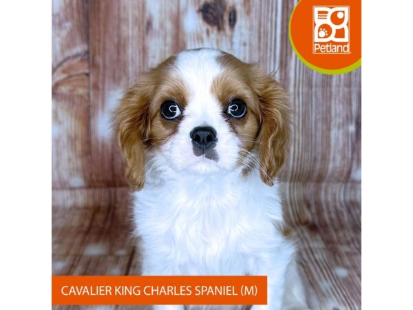 Cavalier King Charles Spaniel Puppy Blue Merle ID:8650 Located at ...