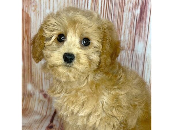 Available Pets - Petland Dayton, Ohio