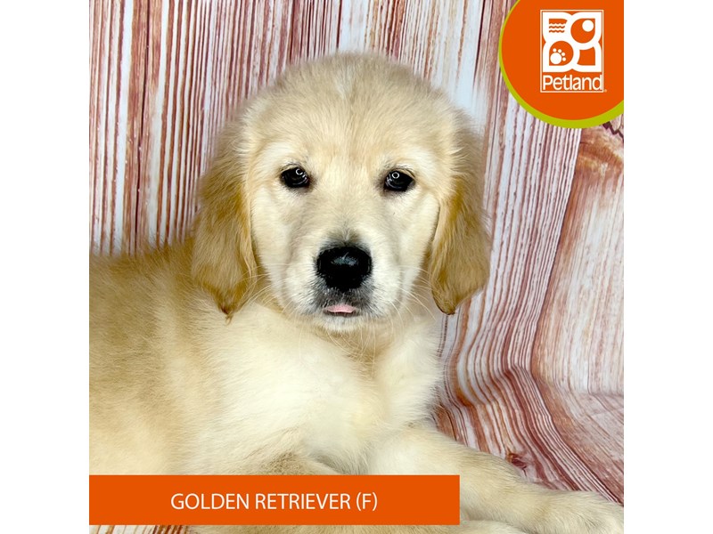 Available Pets - Petland Dayton, Ohio