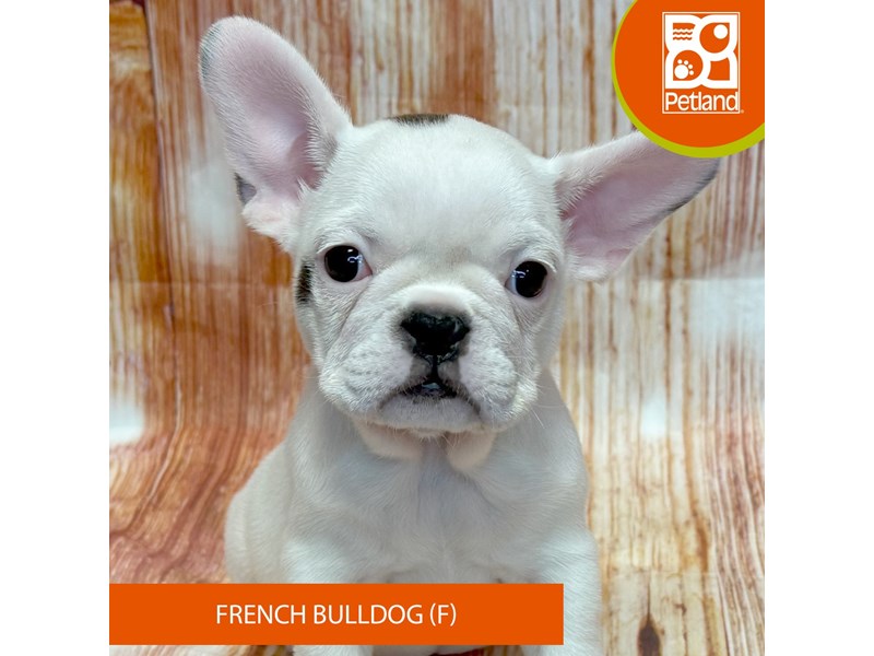 Petland Dayton, Ohio - Buy Puppies, Pet Supplies & Food