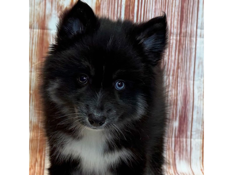 Petland Dayton, Ohio - Buy Puppies, Pet Supplies & Food